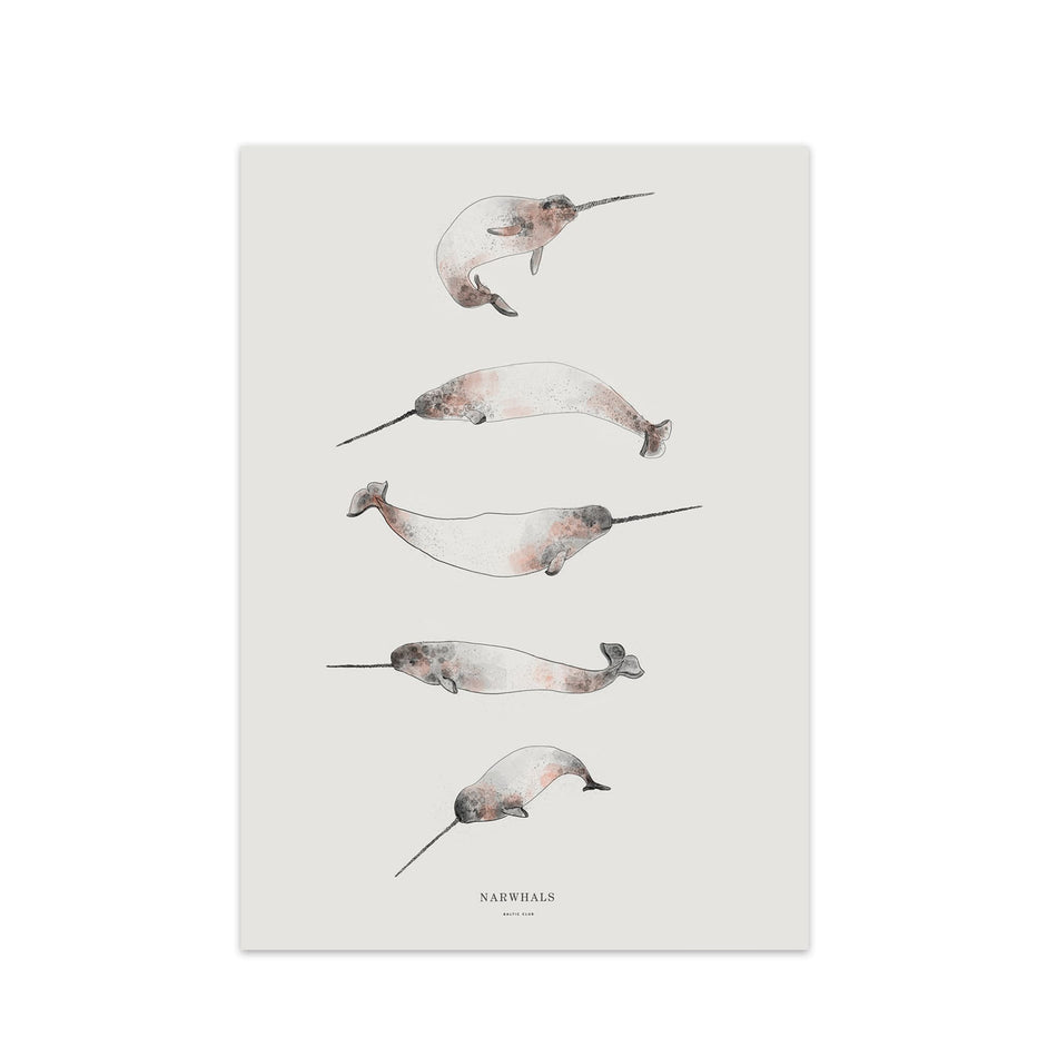 Narwhals Art Print – Watercolor Marine Illustration | Baltic Club